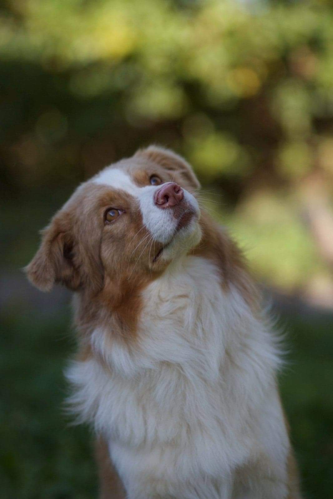 Le standard – Élevage de la Vallée des Aussies