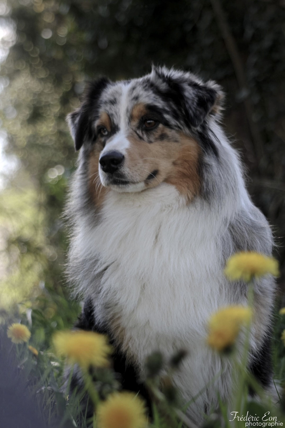 Galeries – Élevage de la Vallée des Aussies