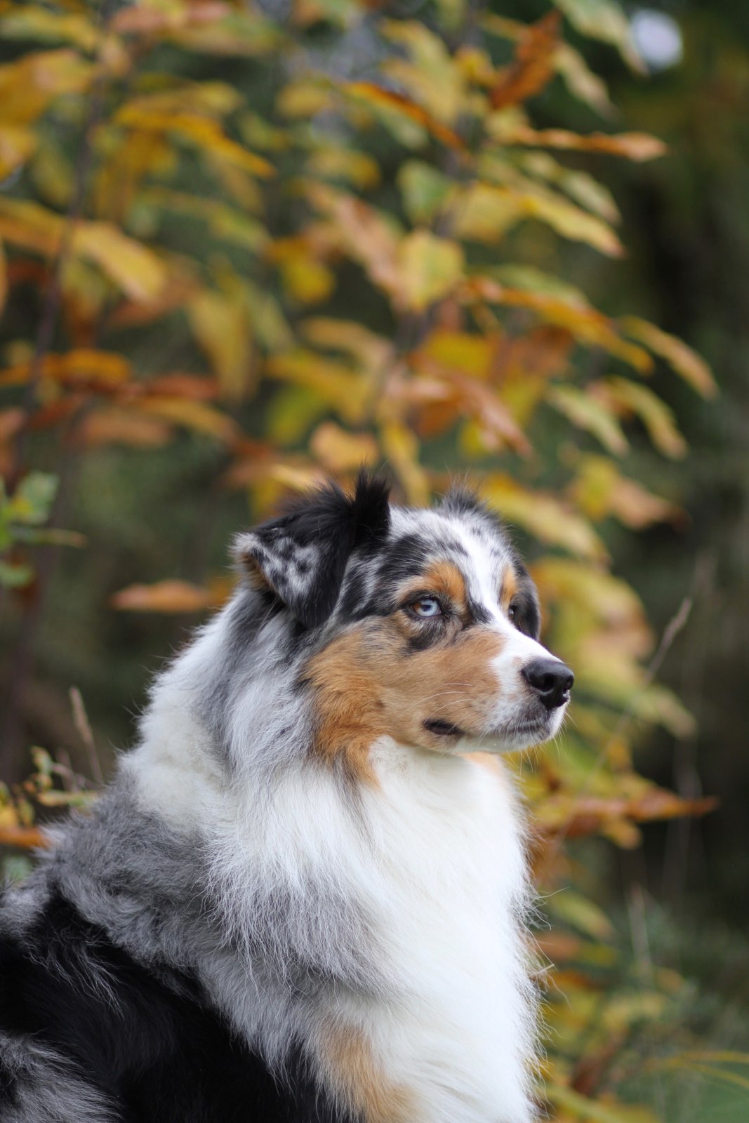 Le standard – Élevage de la Vallée des Aussies