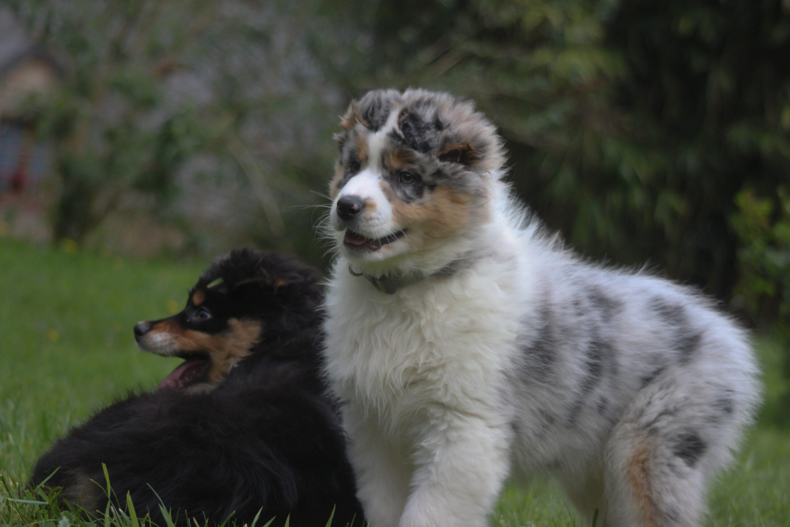 Le standard – Élevage de la Vallée des Aussies